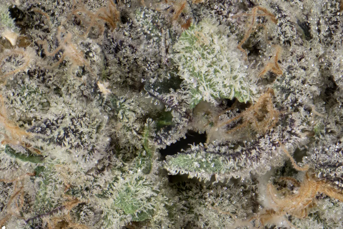 Orange Magic 7g Juniors - The Flowery Shop