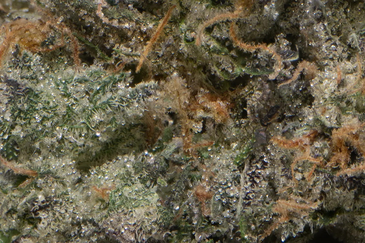 Flowery Handroll Multipack 6x1G - Ethanol #33 - The Flowery Shop