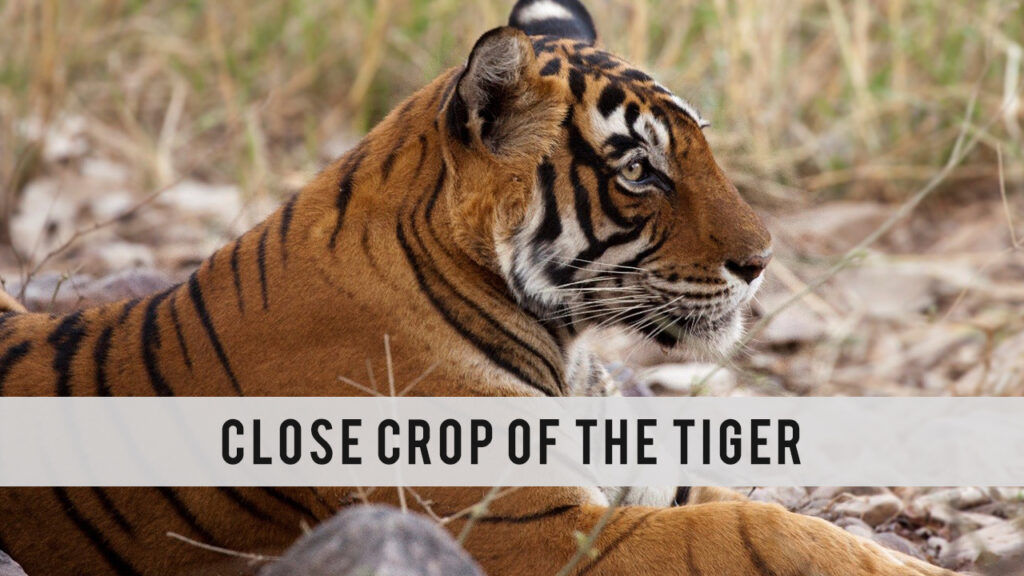 3 Tips for Amazing Wildlife Photography | Hamstech