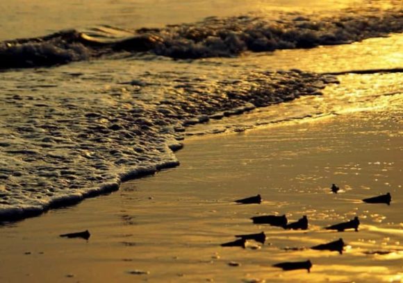 Morib Beach - Tourism Selangor