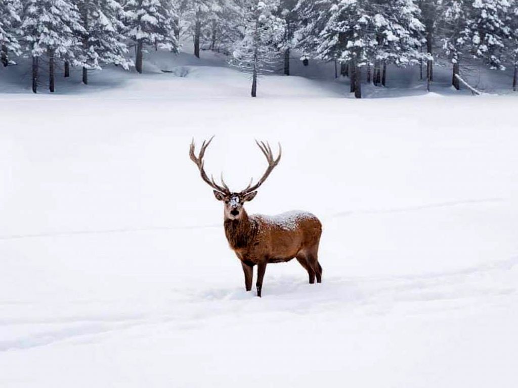 8 Animals That You Can Only Spot In India