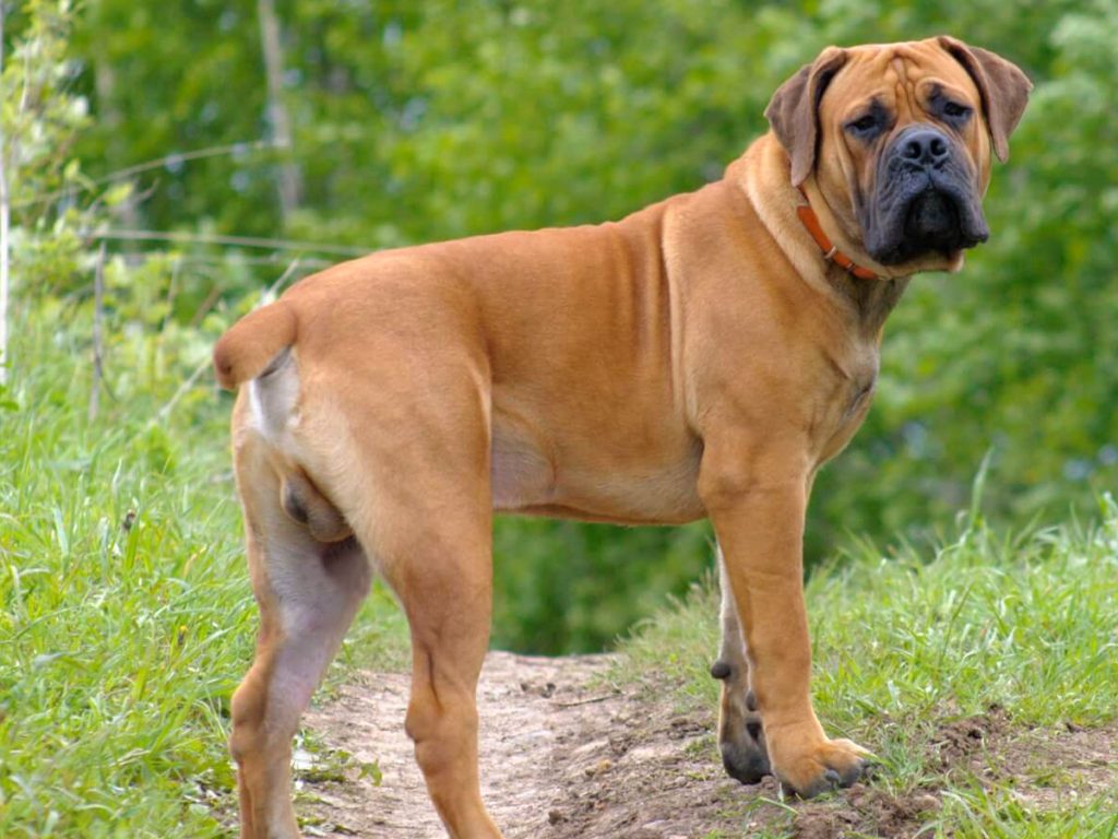 The Most Ferocious Dog Breeds