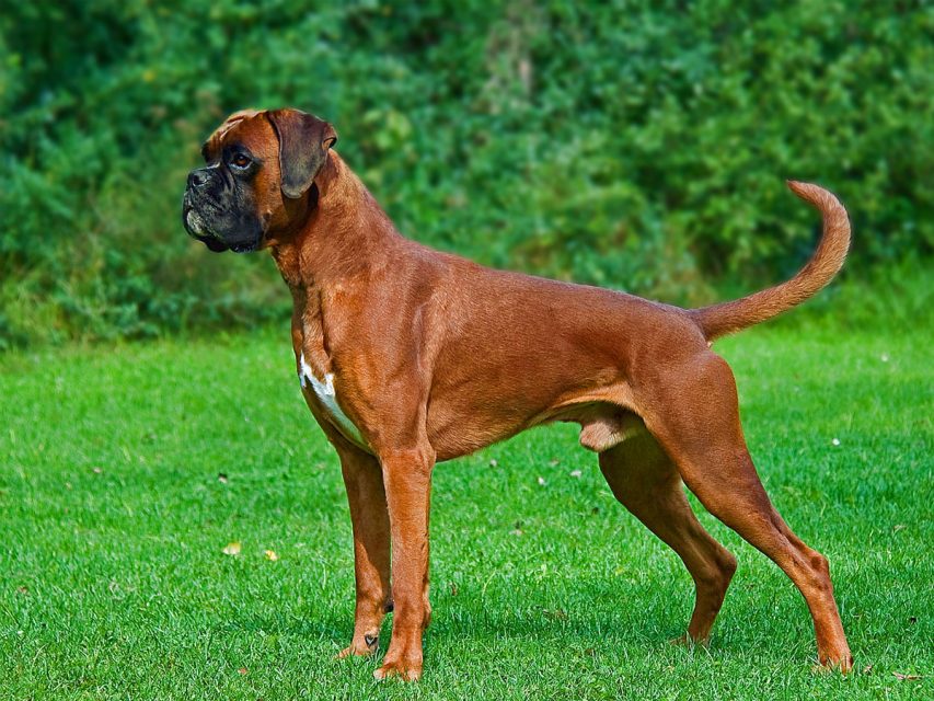 The Most Ferocious Dog Breeds
