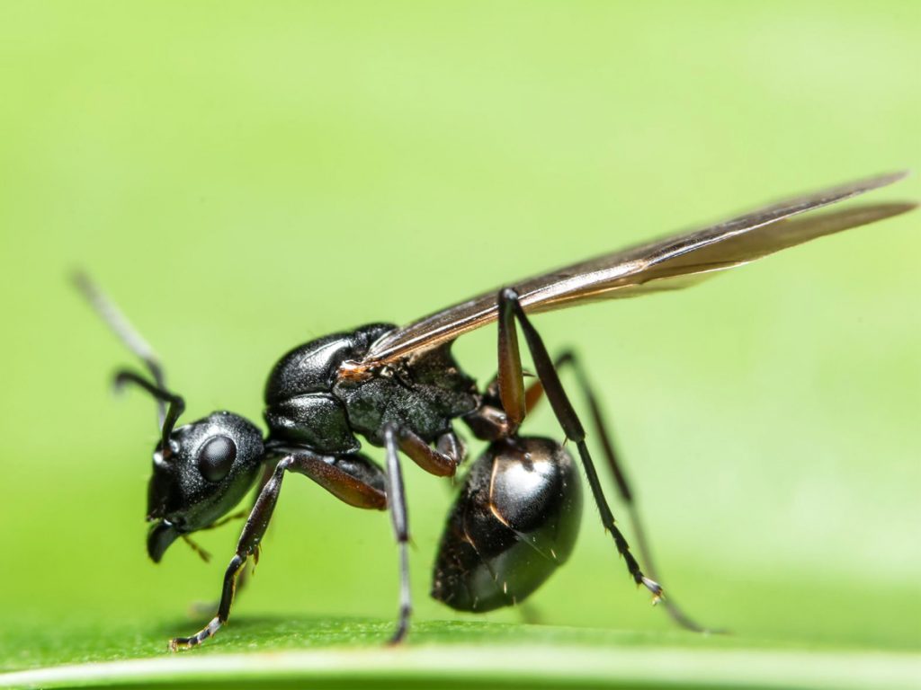 8 Animals With Shortest Lifespan On The Planet