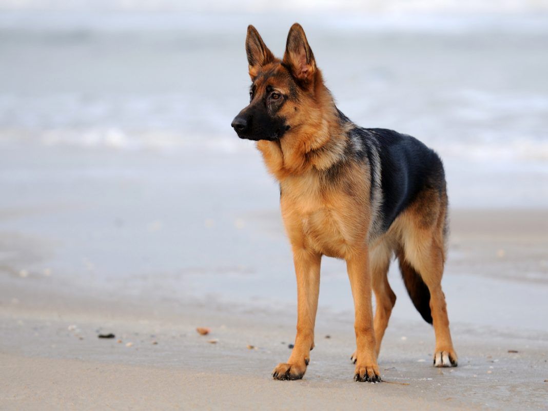 The Most Ferocious Dog Breeds