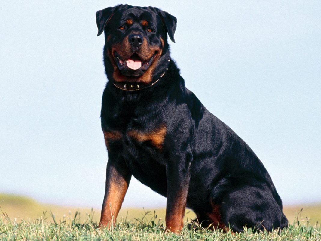The Most Ferocious Dog Breeds