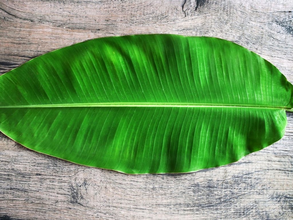 Eating On Banana Leaves Is Regressive?- These 8 Benefits Tells Otherwise
