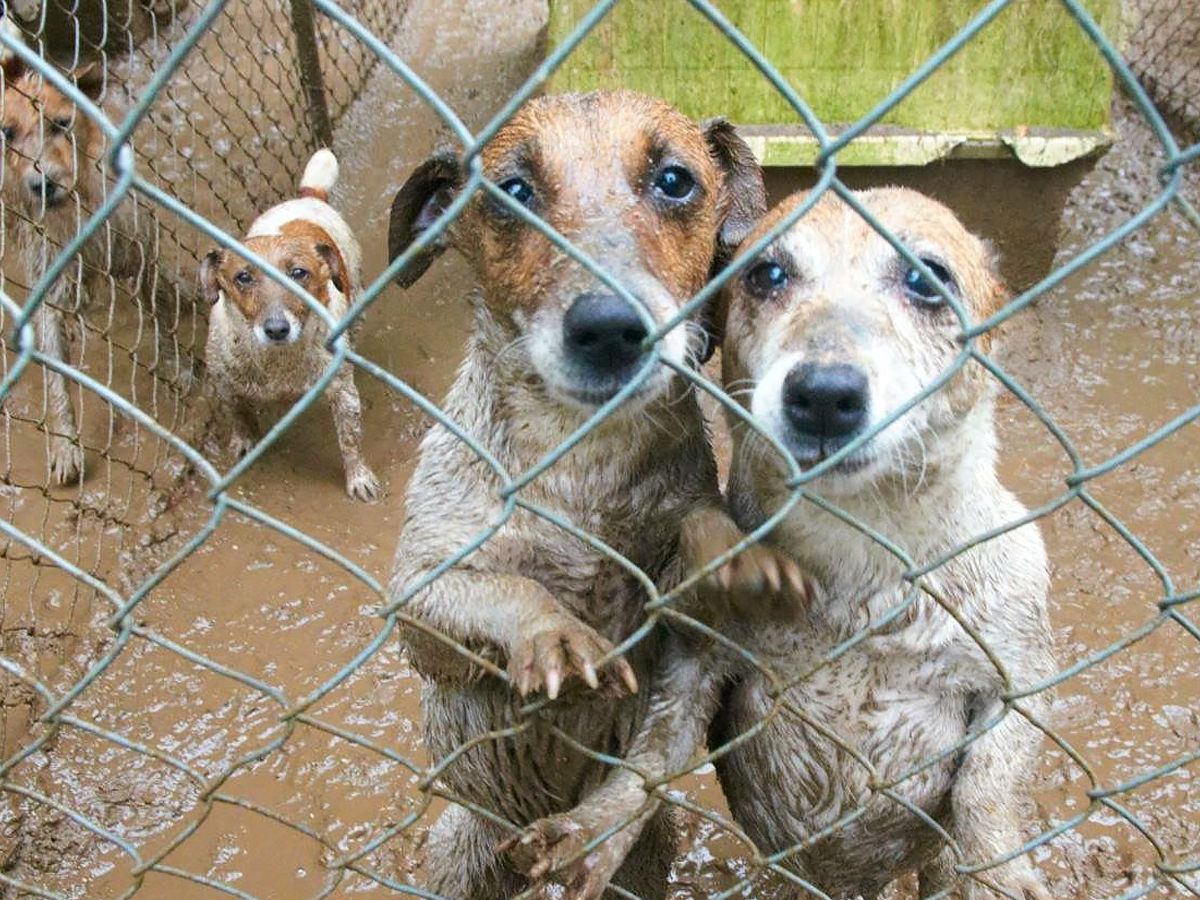 You Can Help Stray Animals Even Without Adopting One