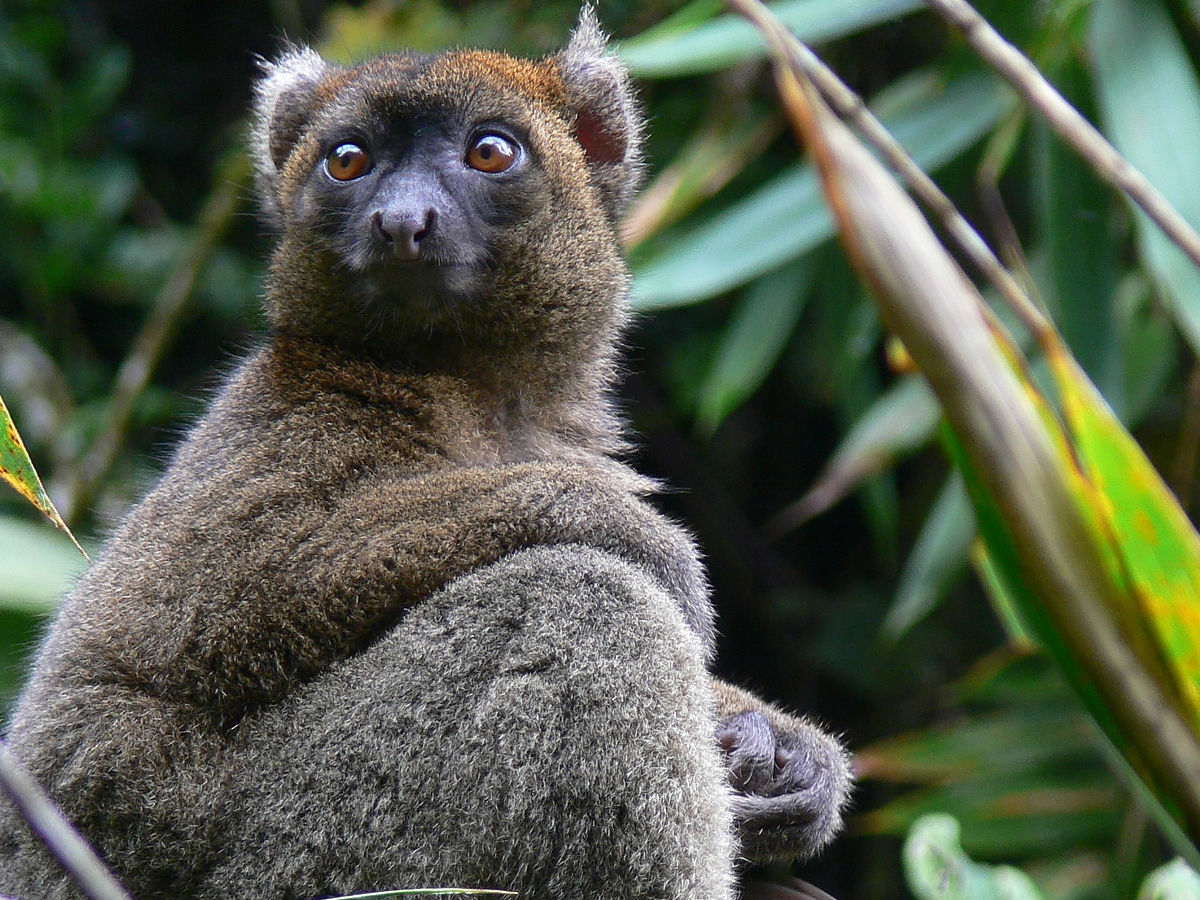 If not conserved, these animals could vanish off of the face of the earth