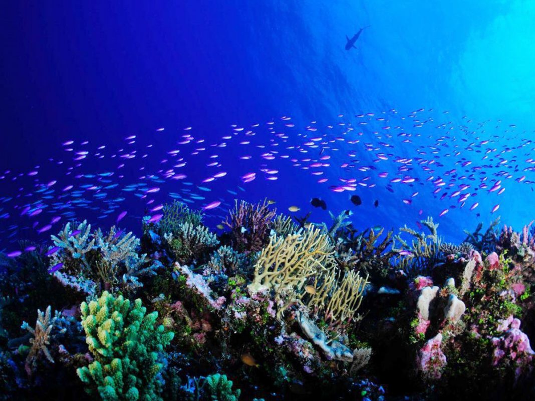 Famous Coral Reafs In The World