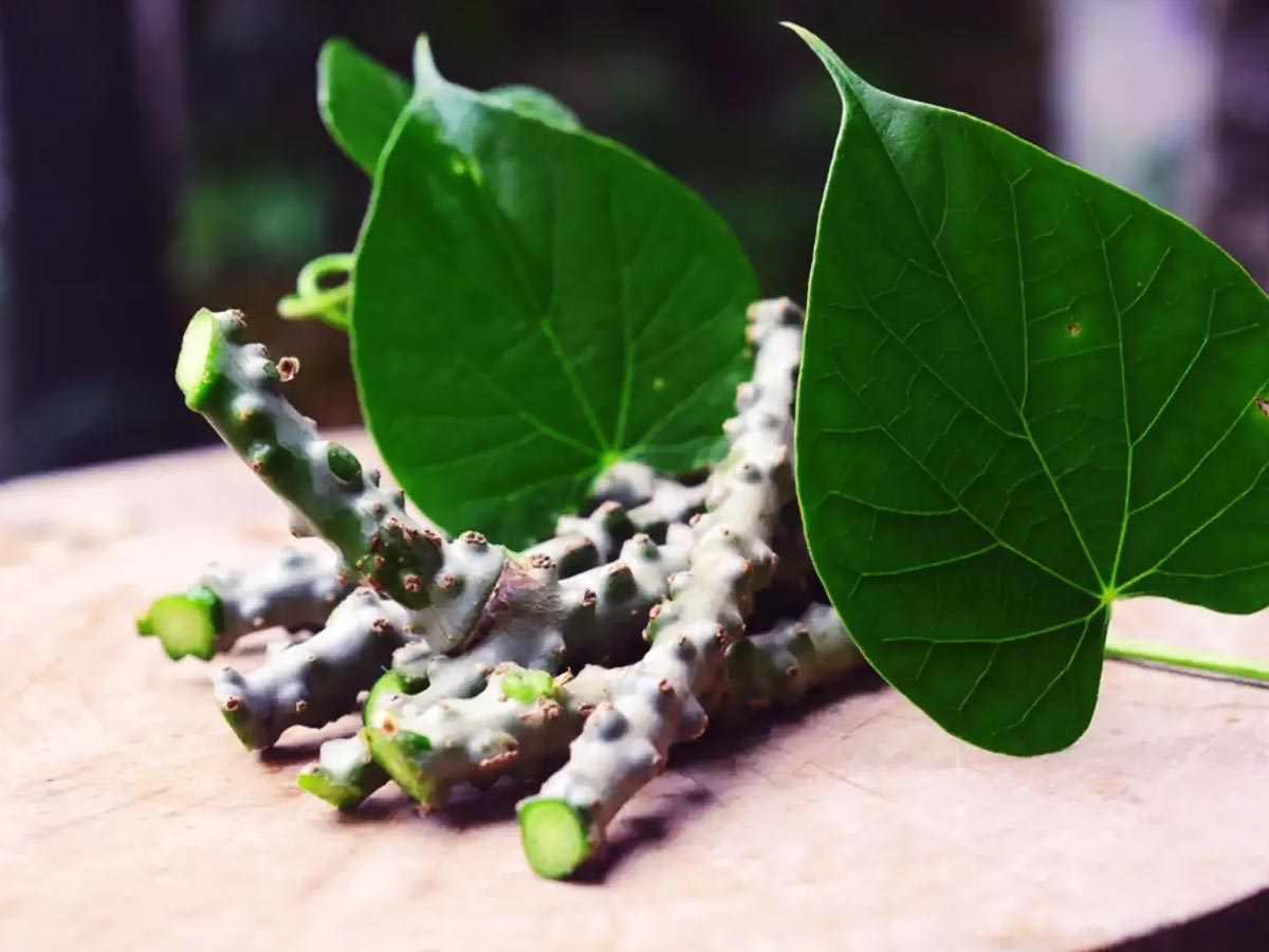 7 Miraculous Benefits of Giloy to Keep you Healthy