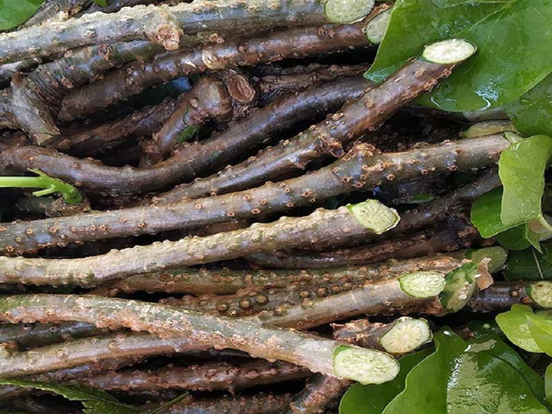 7 Miraculous Benefits of Giloy to Keep you Healthy