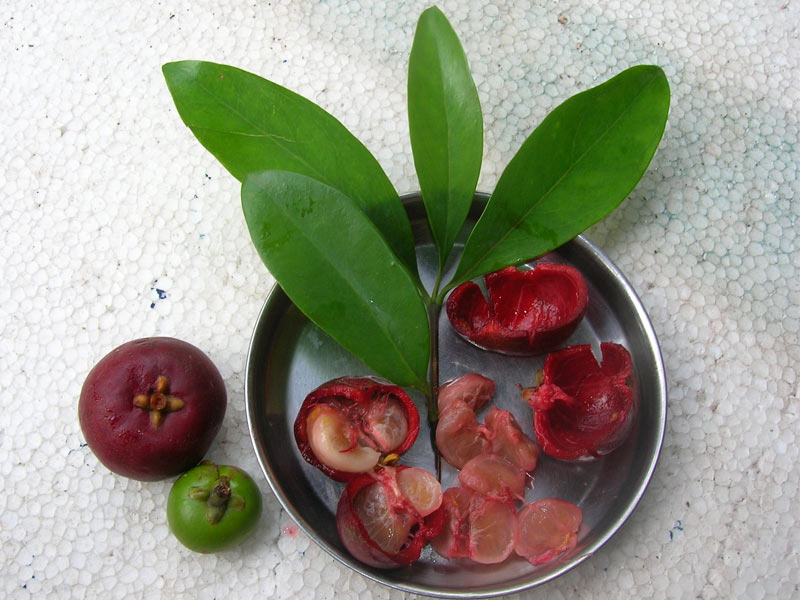 8 Amazing Benefits of Kokum you Never Heard of