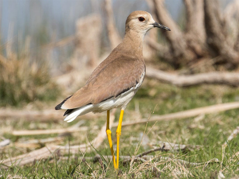 Umluj: Unexplored Beautiful Islands and Beaches in Saudi Arabia (2021)