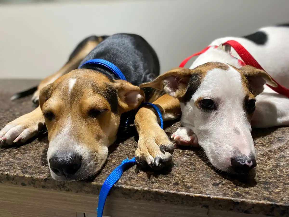 7 Indian Dog Breeds That You Didn't Know About: A List