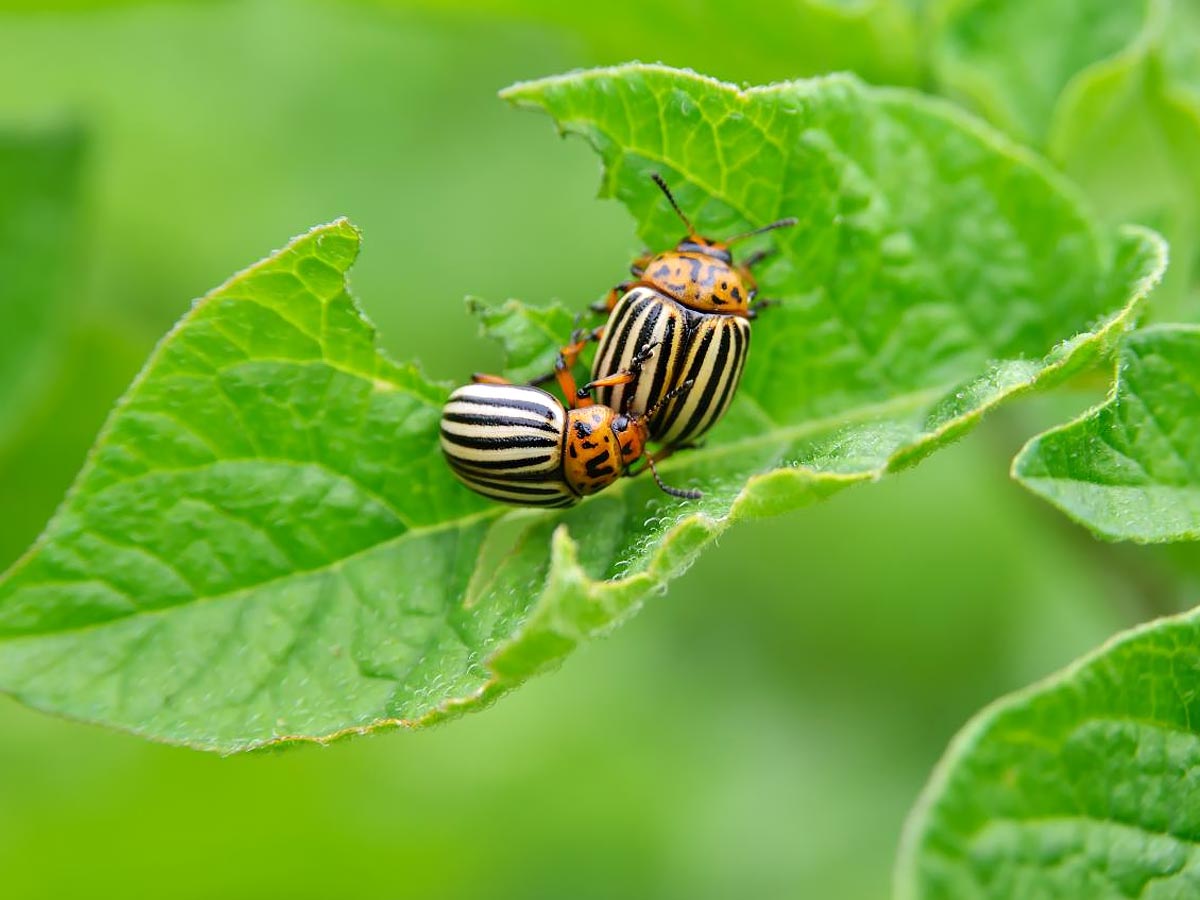 Most Dangerous Household Pests - Voices Shortpedia