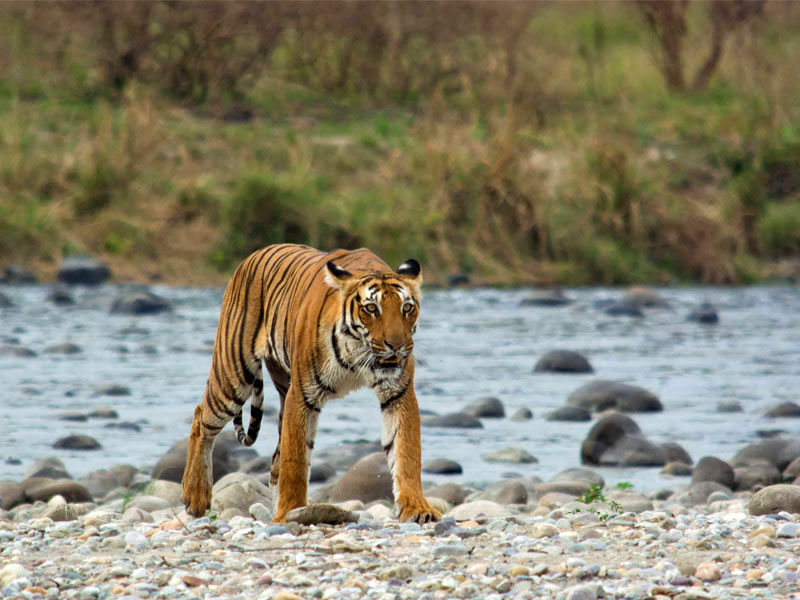 Life and works of Jim Corbett - Voices Shortpedia