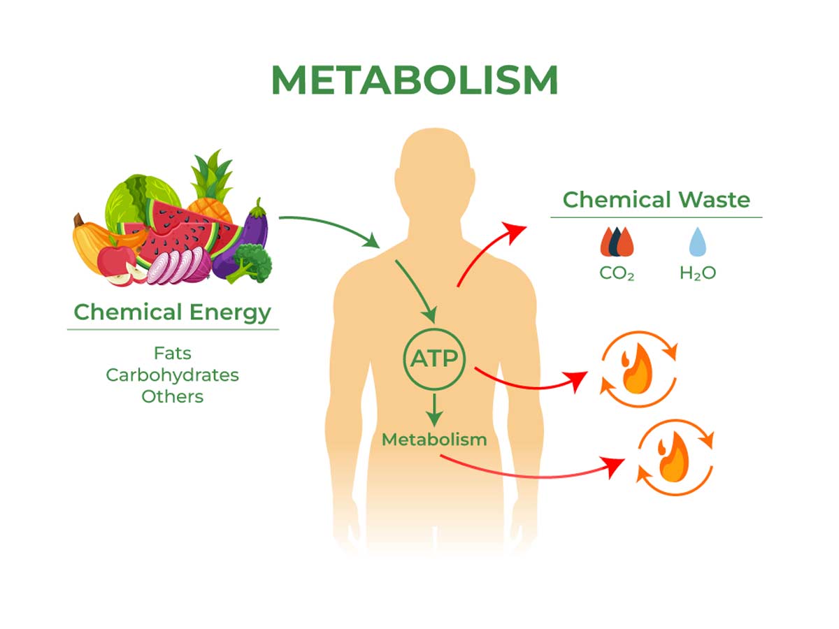 7 Ways to Accelerate and Boost Metabolism