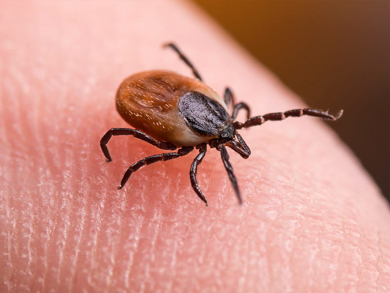 7 Home Remedies to Get Rid of Ticks!