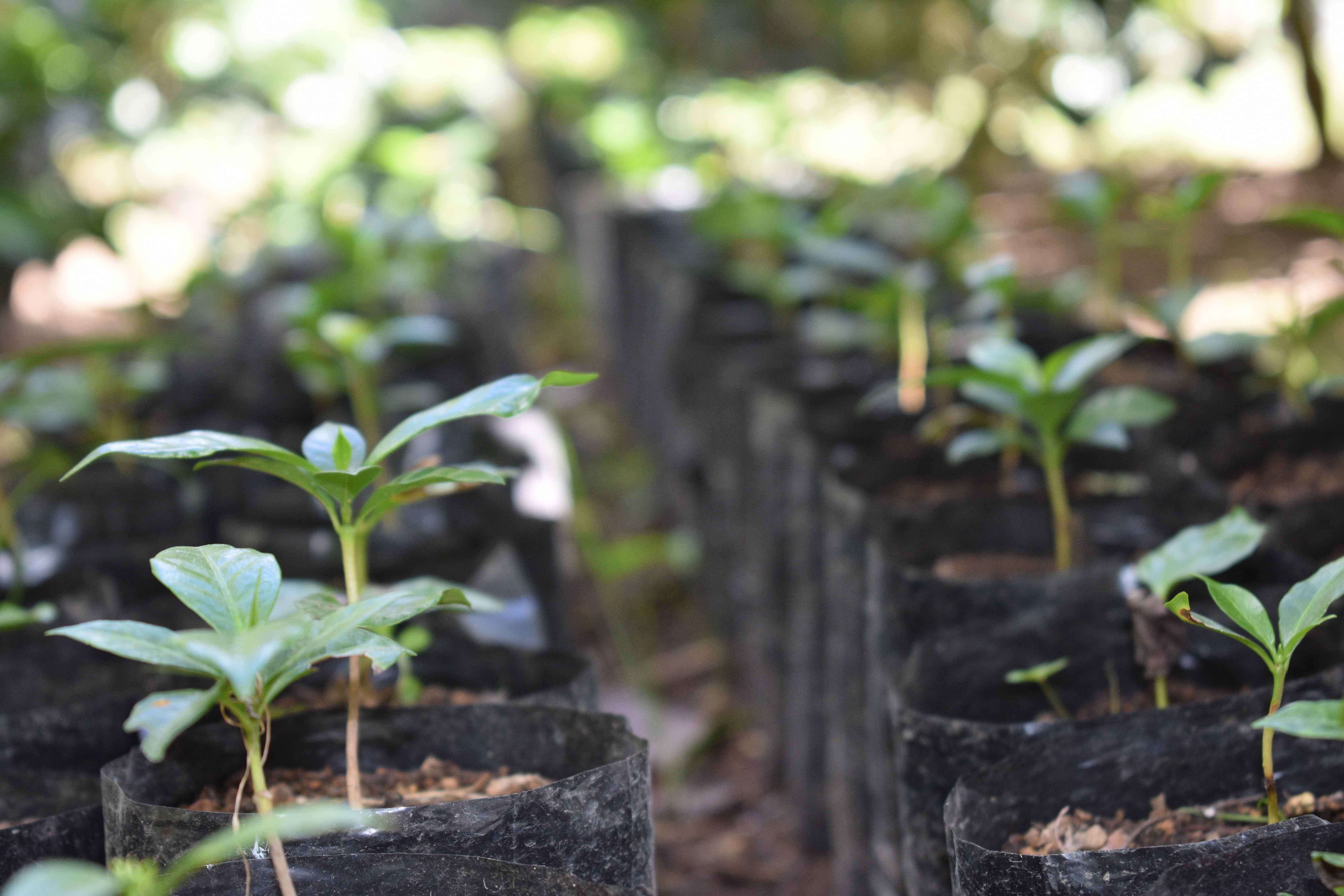 Coffee Seedlings for Smallholder Farmers