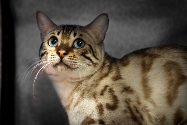 Mokave Cat