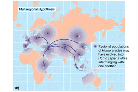 Multiregional Hypothesis