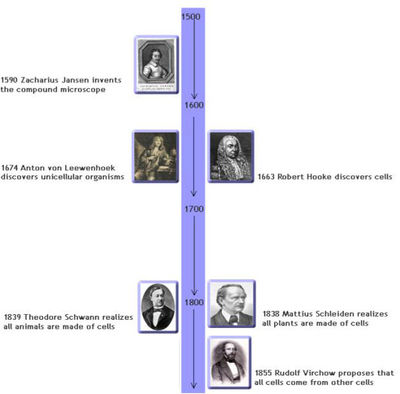 Cell Theory Timeline For Kids