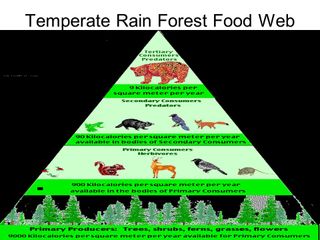 Temperate Rainforest Food Chain