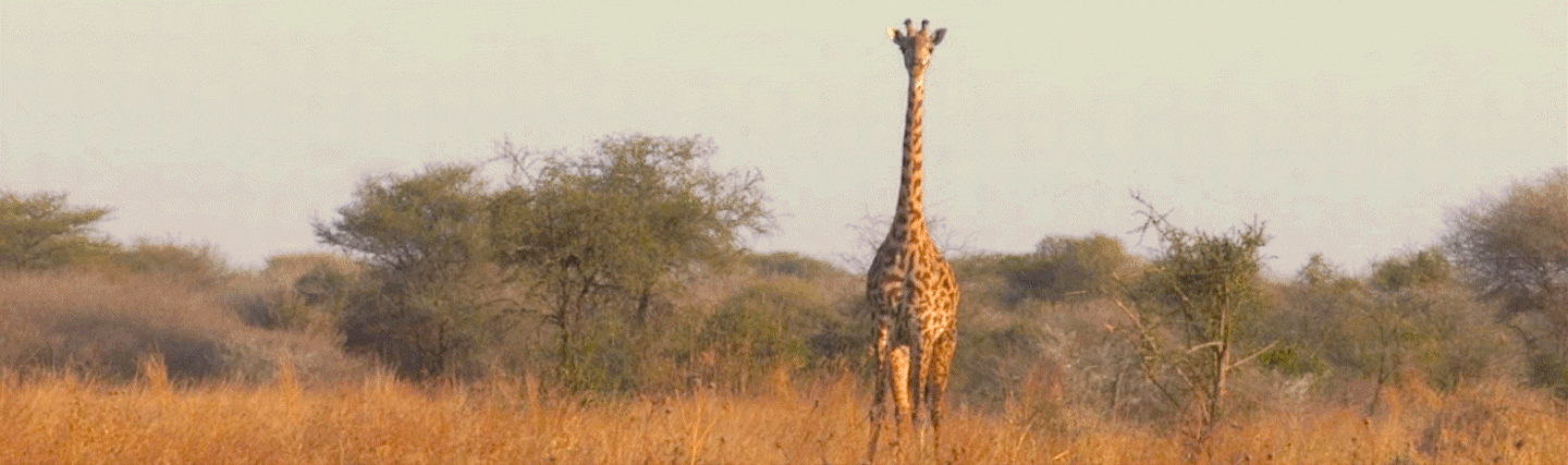Giraffe Mating Gif