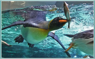 Emperor Penguin Eating Squid