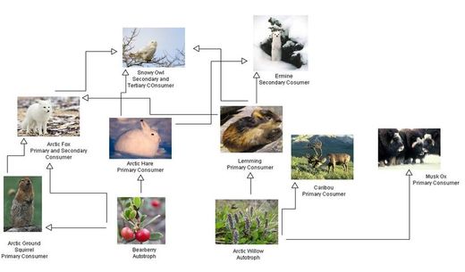 Arctic Fox Food Chain