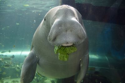 Dugongs Food Chain