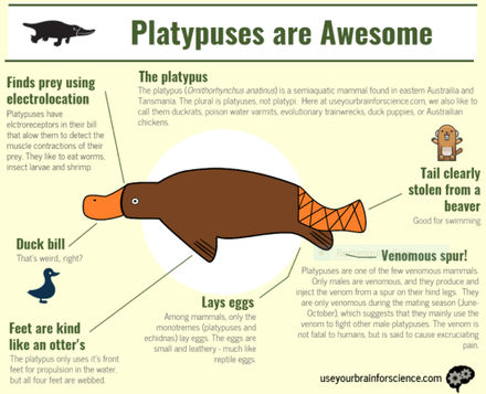 Platypus Venom Diagram