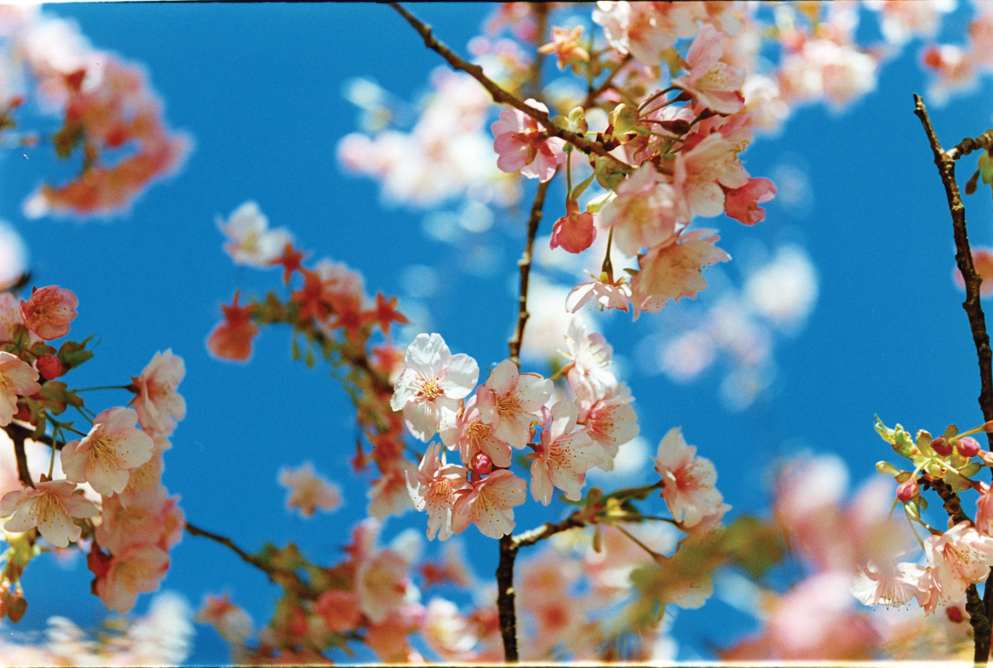 Photographs DOWNLOADABLE PRINT Flowers Photo Photography Spring Blossom Photographs DOWNLOADABLE PRINT Flowers Photo Photography Spring Blossom
