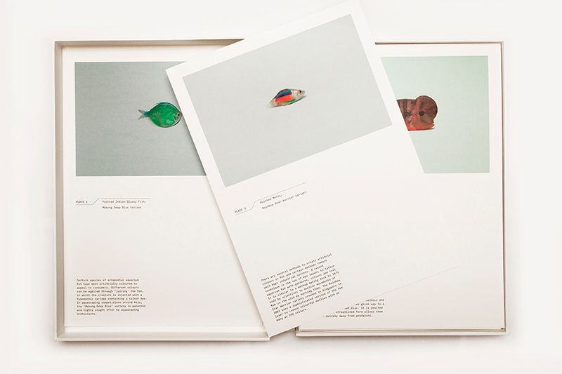 Top 13 Famous Asian Photographers You Need To Know | The Artling