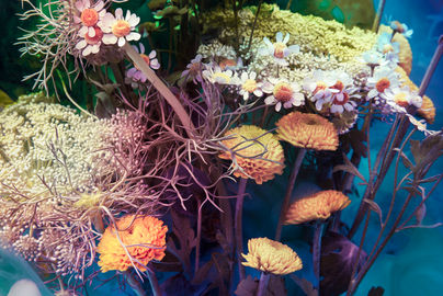 10 Artists Who Celebrate Nature Through Their Work | The Artling