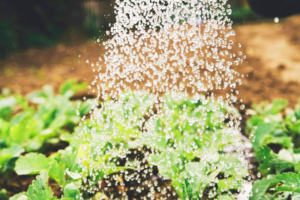 How to Start a Vegetable Garden: The Best Beginners Guide - The Potager ...