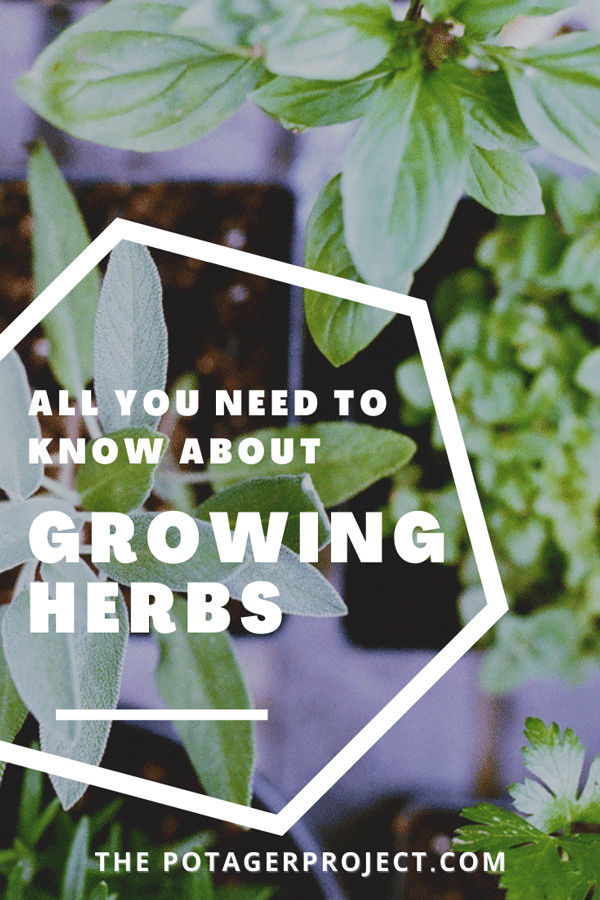Growing Herbs: Easy Beginners Guide to all you Need to Know - The ...