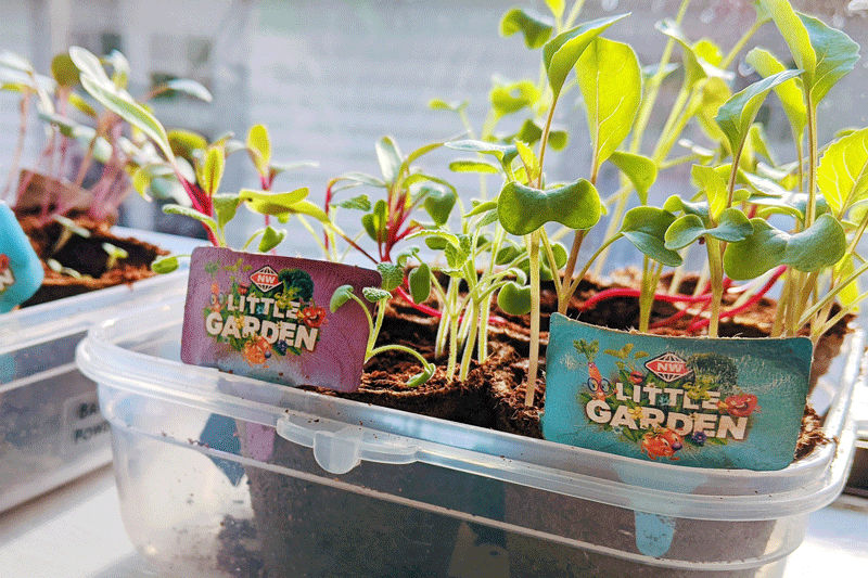 The Best Way to Move Your 'Little Garden' Vegetable Seedlings Outside ...