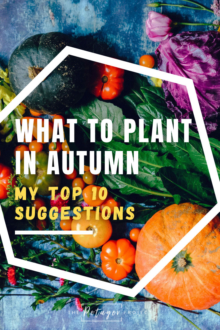 What to Plant in Autumn: My Top 10 Suggestions - The Potager Project