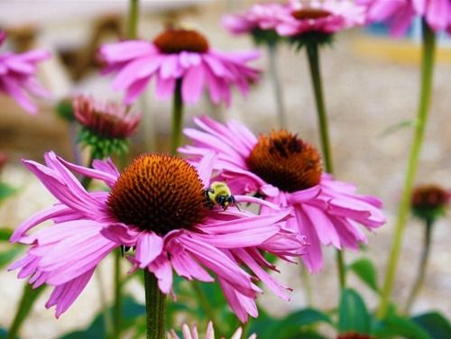 Top 8 Best Flowers for Vegetable Gardens & Their Benefits - The Potager ...