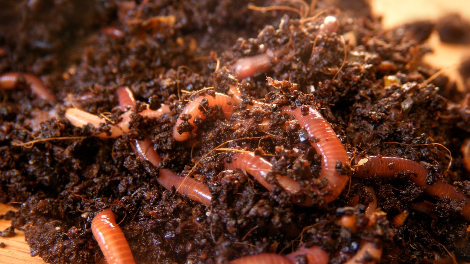 Discover the Best Worms for Composting + Find Out Where to Buy - The ...