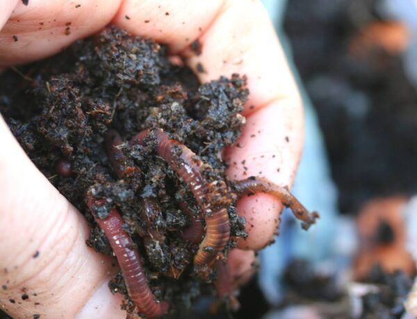Discover the Best Worms for Composting + Find Out Where to Buy - The ...