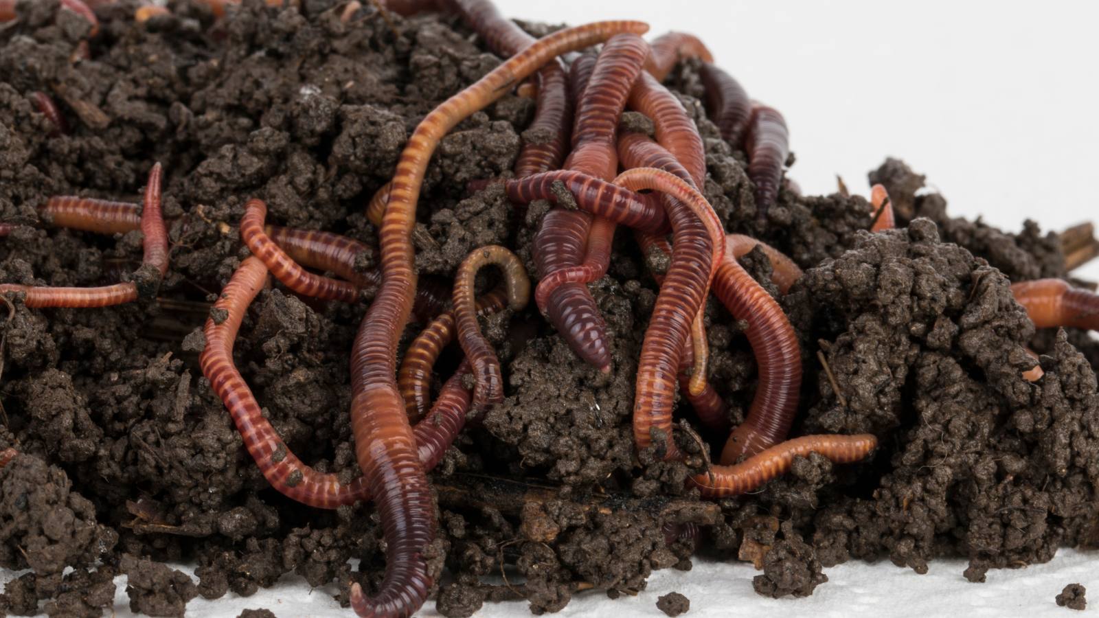How to Make a DIY Worm Bin & the Best Way to Harvest Castings - The ...