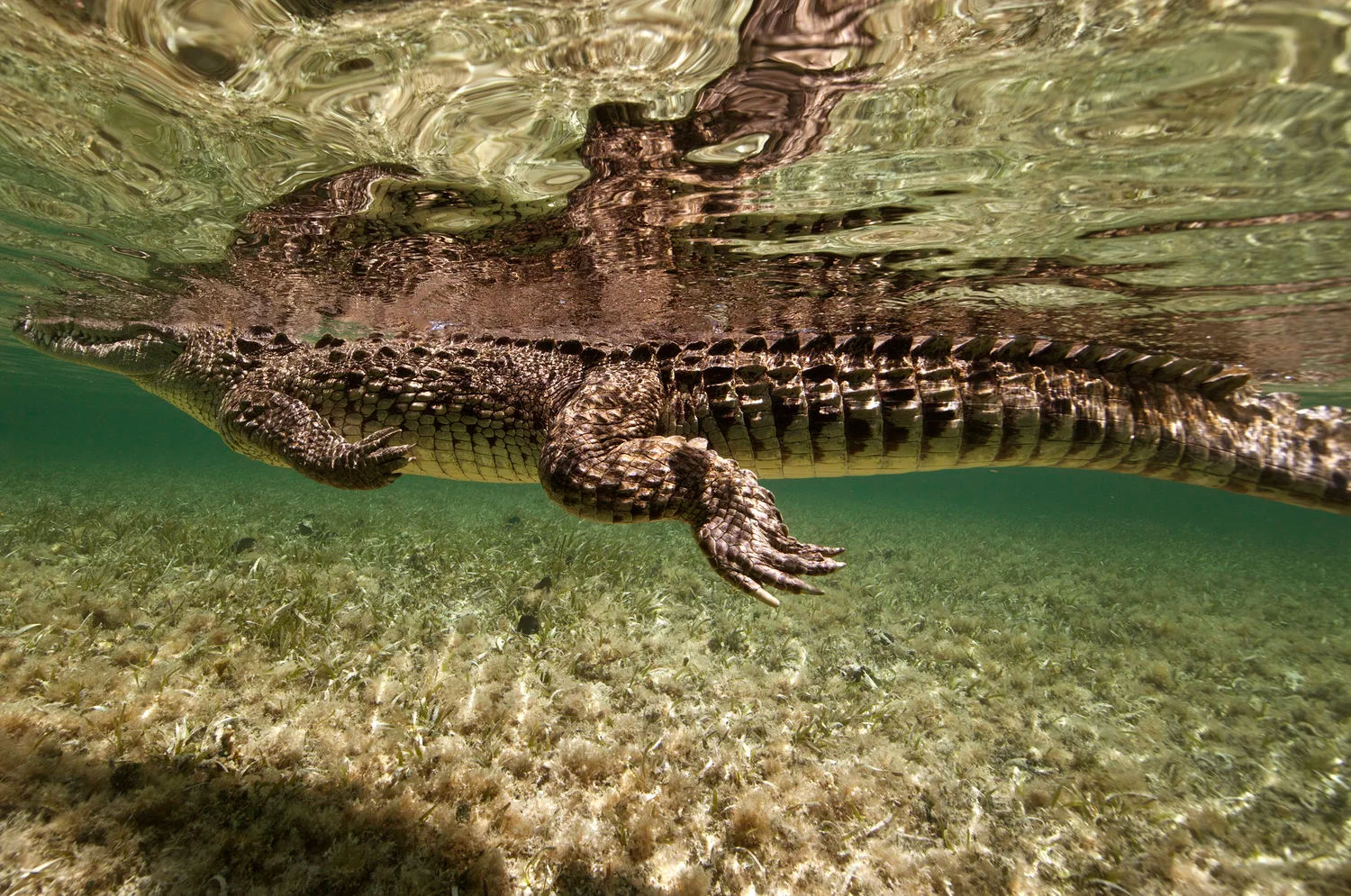 Tulum to Restrict Cenote Activities After Crocodile Attack, Citing ...