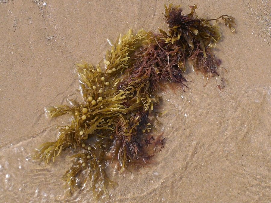 The origin of sargassum seaweed and how it’s reshaping Caribbean shores