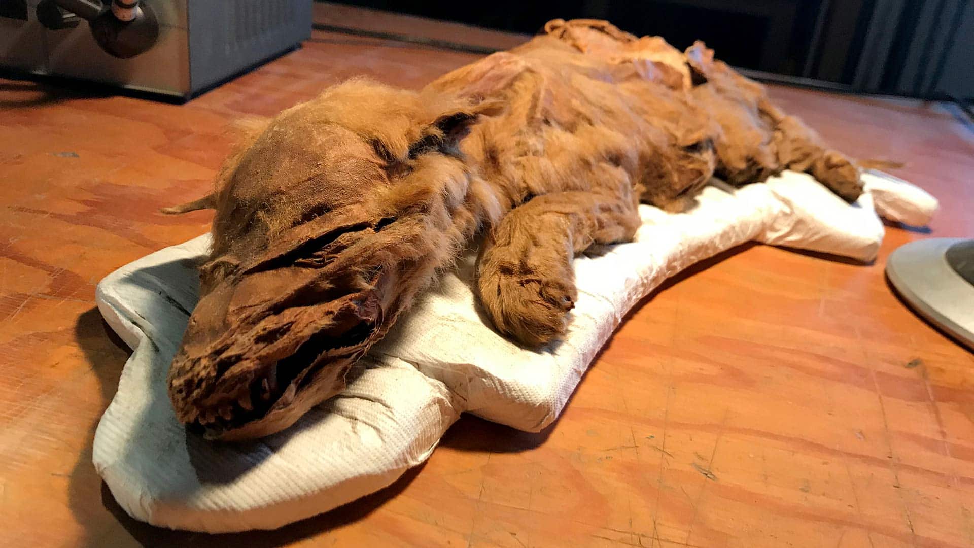 Anak Serigala Berusia 57 Ribu Tahun Terawetkan Sempurna Di Permafrost anak-serigala-berusia-57-ribu-tahun-terawetkan-sempurna-di-permafrost