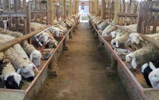 Ternak Domba Modern dan Tanpa Bau Jadi Peluang Bisnis Menarik ...