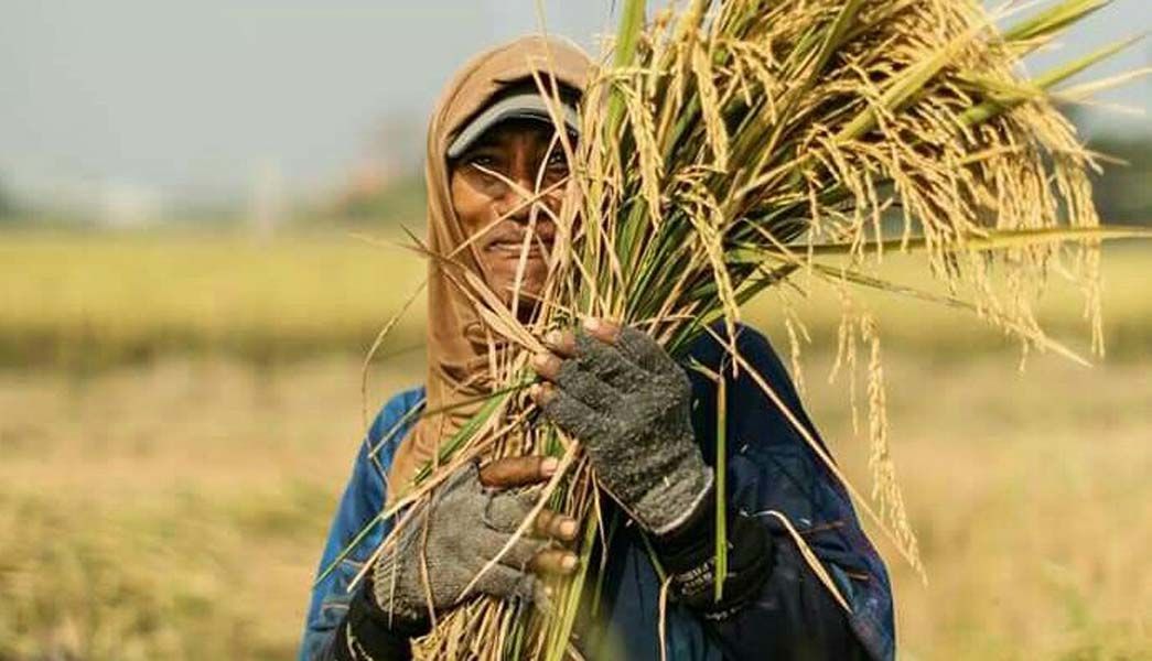 Panen Padi Tiba, Petani Keluhkan Harga - halopacitan.com