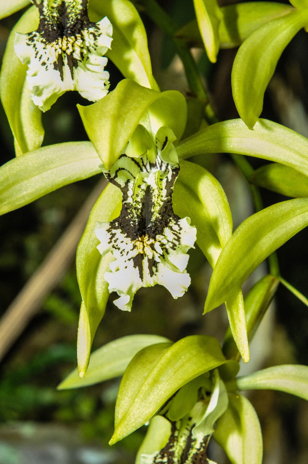 Penting! Kenali 4 Tanaman Endemik yang Terancam Punah di Indonesia ...